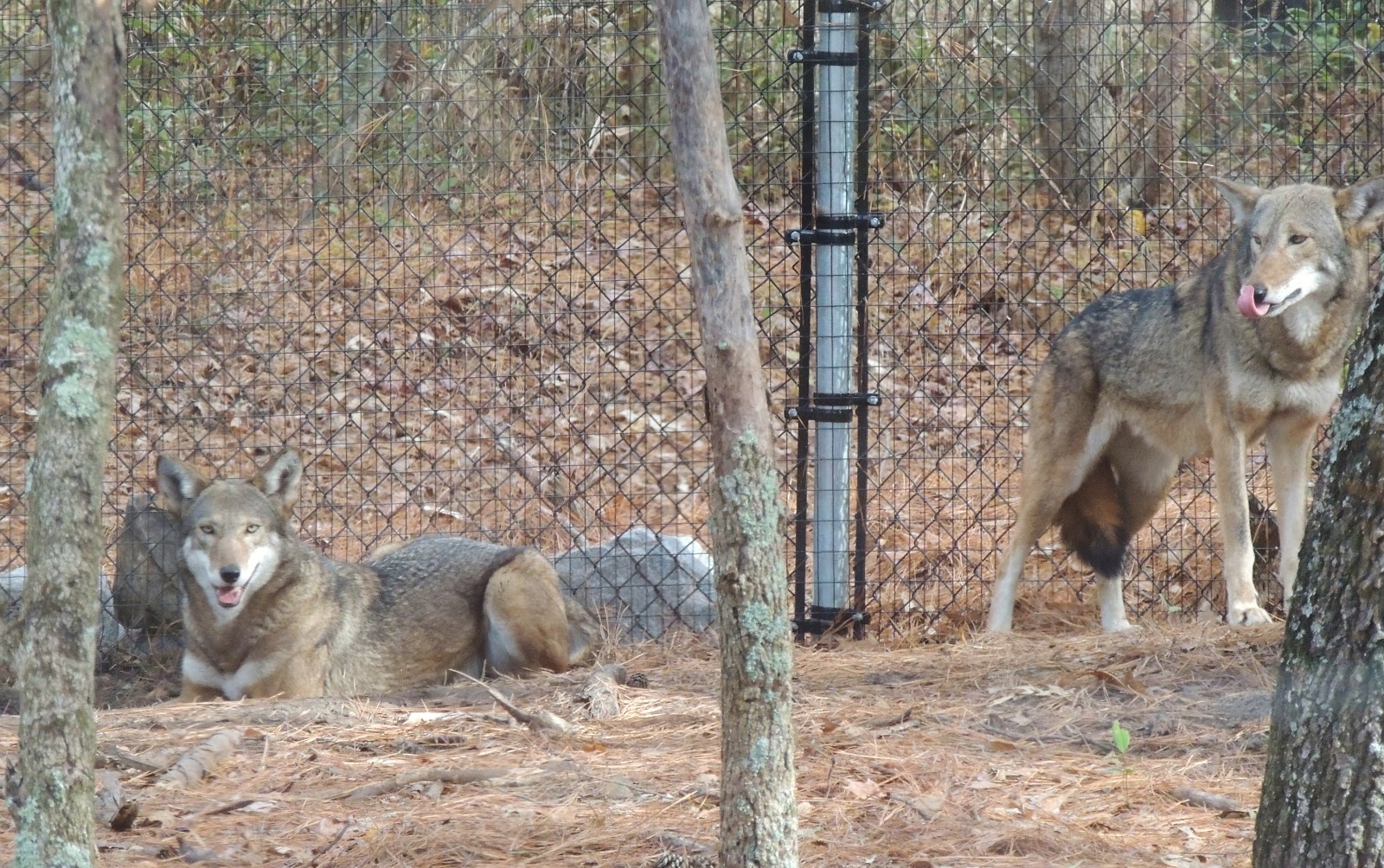 1000 Hikes in 1000 Days: Day 747: Sewee Visitor Center - Nebo Trail ...