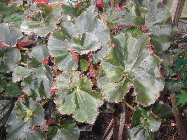 Всё о бегониях и не только...: Begonia 'Foxy Lady', Begonia 'Freddie ...