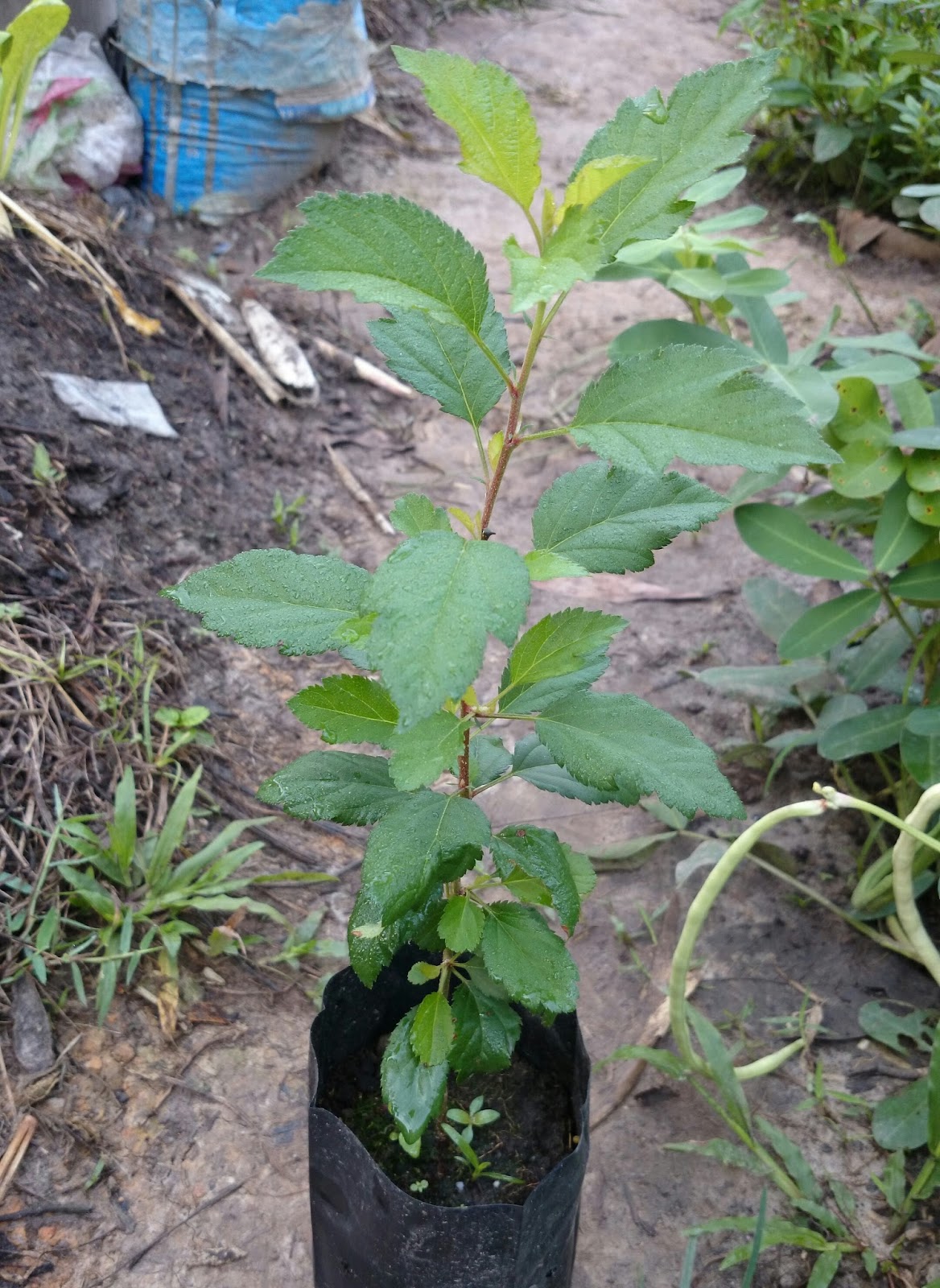 cara bertani : POKOK EPAL HIDUP BAIK DI KBR