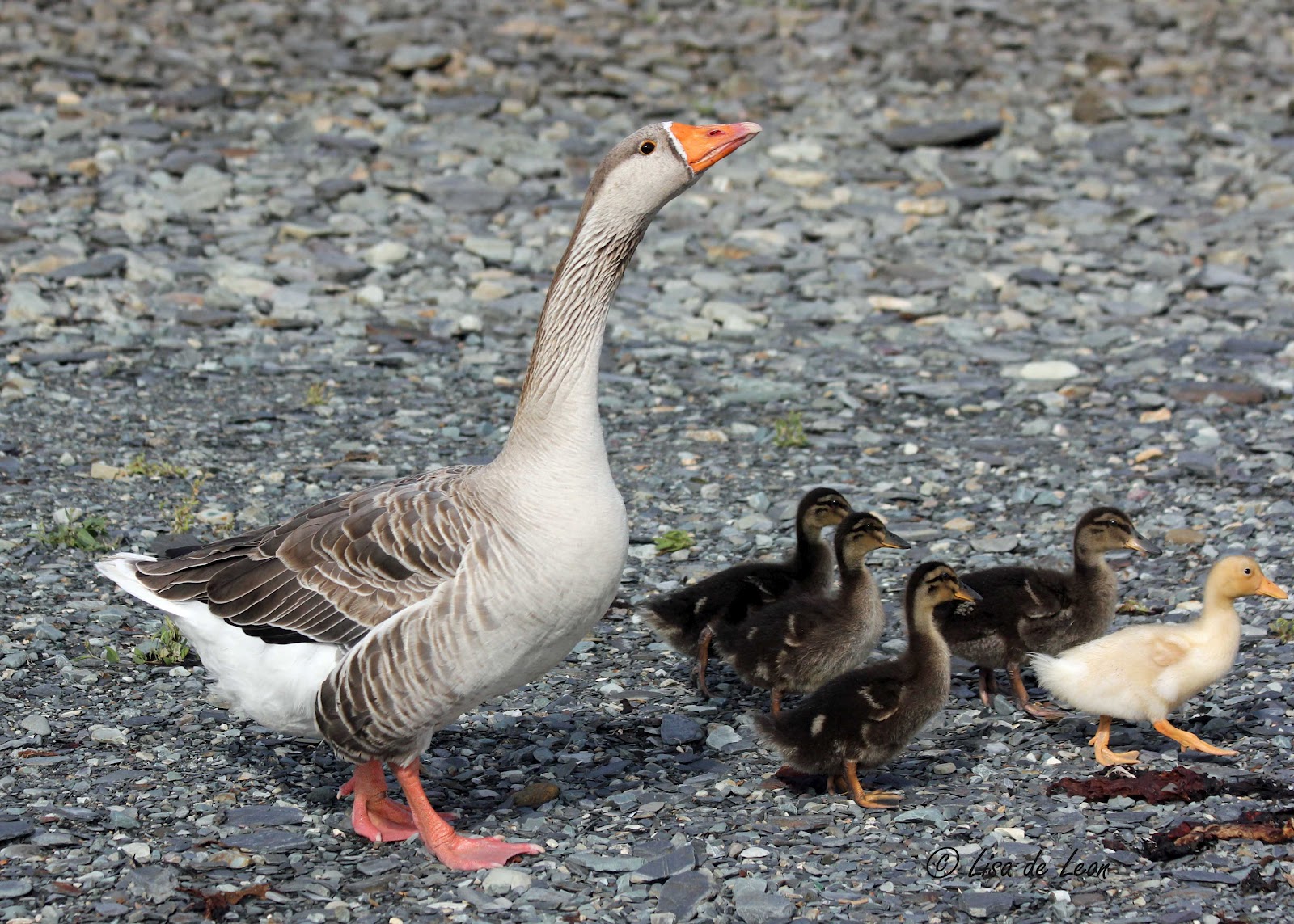 Birding with Lisa de Leon: Duckling Adoption - Brigus South