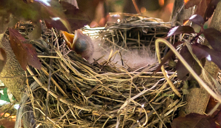 UNDER THE FLAPS: ROBINS....WATCHING THE BIRTH