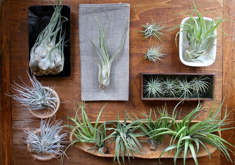 The Paris Market & Brocante: Curious Collection: Air Plants