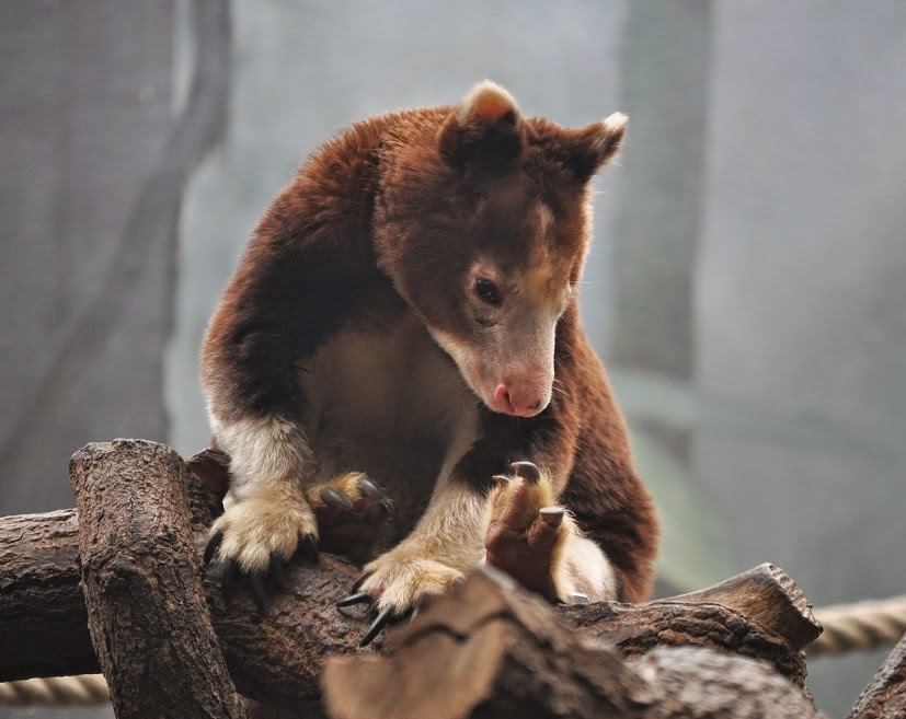 ZOOTOGRAFIANDO (6.100 ANIMALS): CANGURO ARBORÍCOLA DE HUON / MATSCHIE´S ...