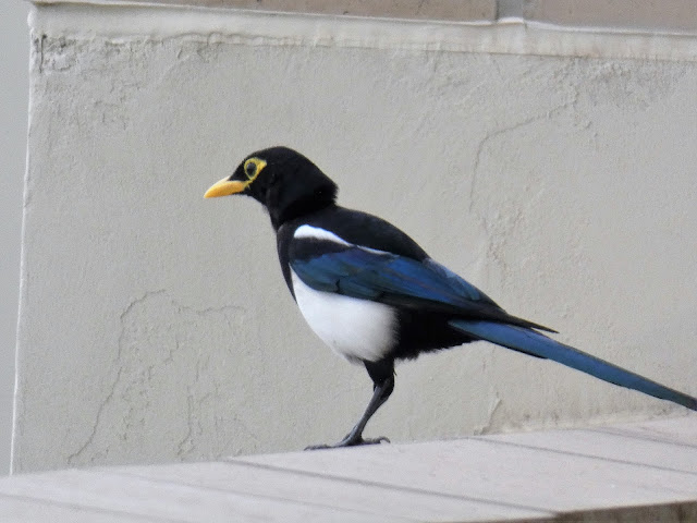 Geotripper's California Birds: The Yellow-billed Magpie, One of ...