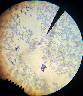 Medical Microbiology: October 6
