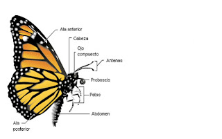 M@riposas: Diferencias entre Mariposas Nocturnas y Diurnas