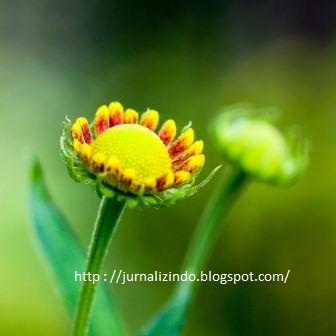 Pengertian Rendah Hati beserta Ciri dan Manfaatnya - Jurnalizindo