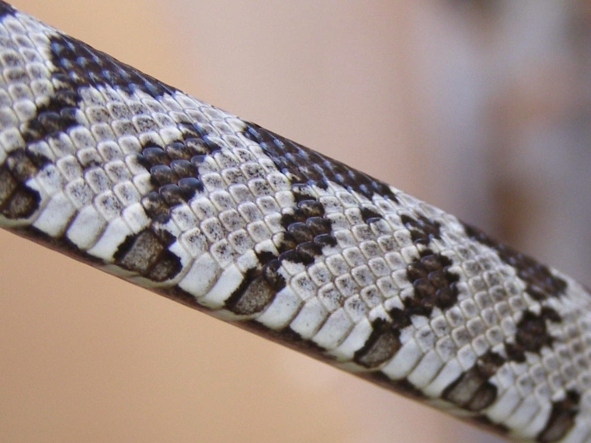 Blue Jay Barrens: Young Black Rat Snake