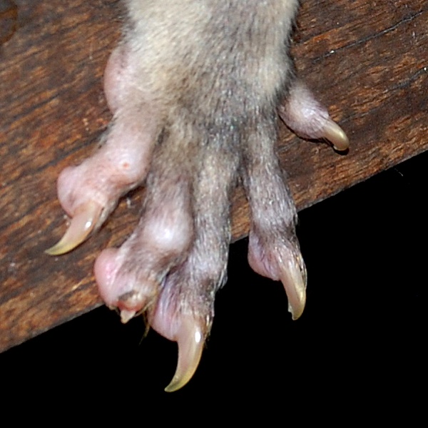 Possum TV: Possum status update 7th August 2012