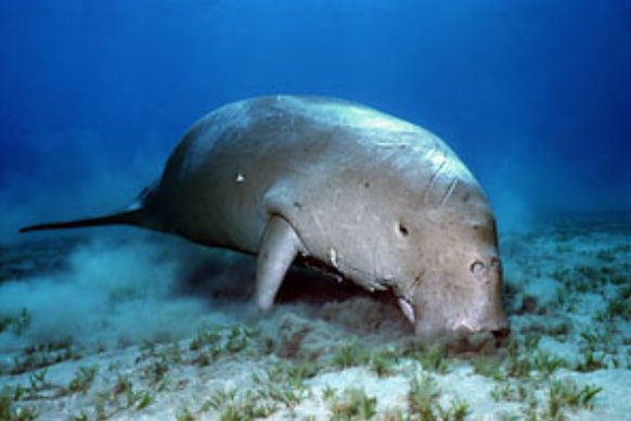 The Dugong | Info-Facts and Photos | The Wildlife