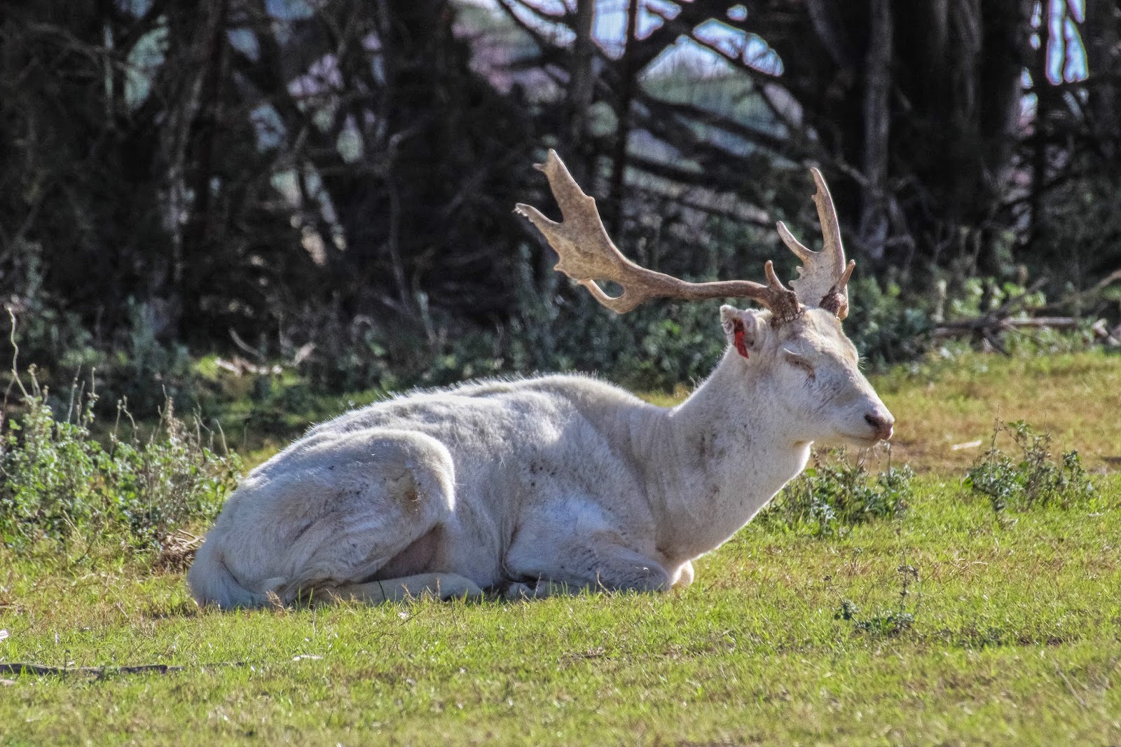 Cannundrums: Fallow Deer