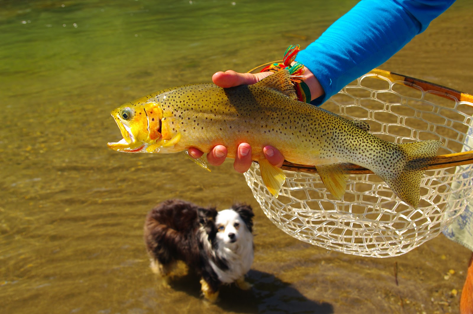 Halstead and Bolton Blog: Fish the Canadian Rocky Mountains