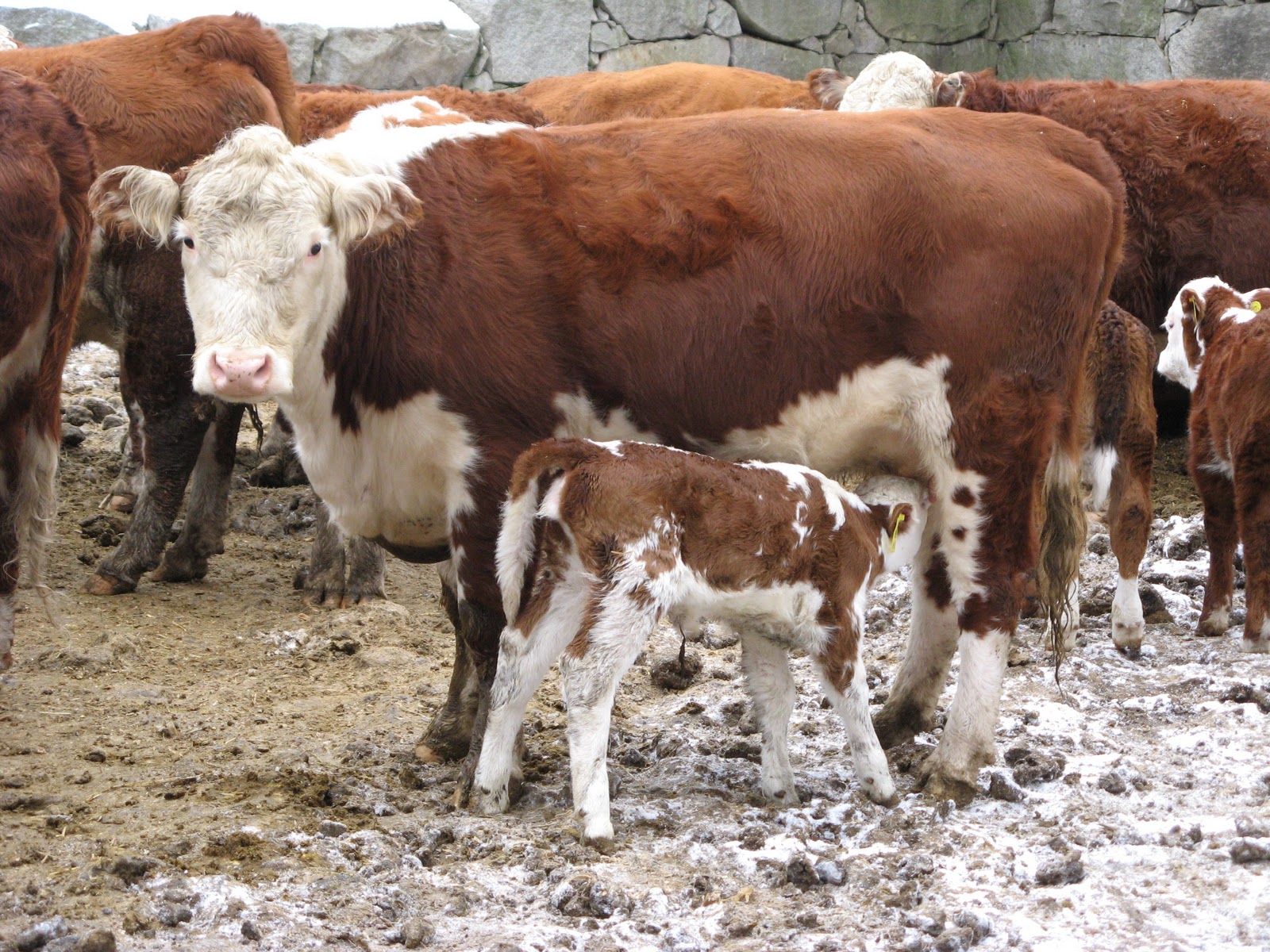 Animal Instinct: Christmas Calves