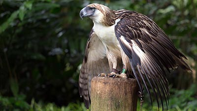 Here Are the 10 Most Dangerous Predator Birds in the Air