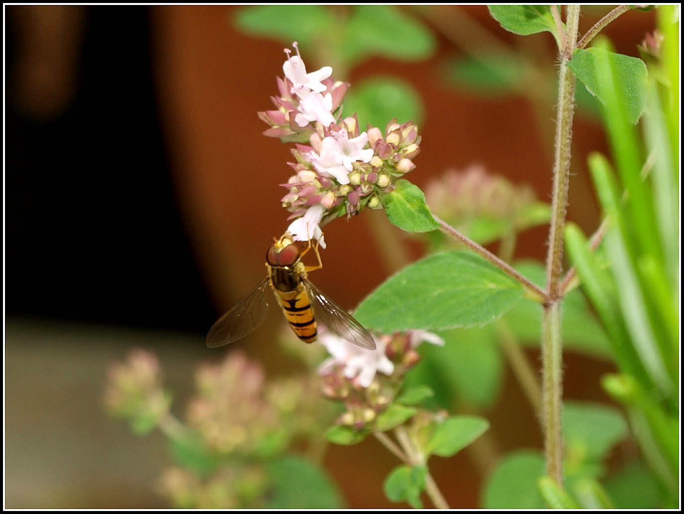 Mark's Veg Plot: Vignettes