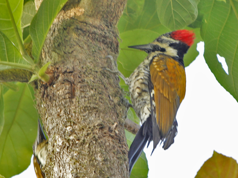 Woodpecker (सुतार पक्षी) - sindhudurgnature