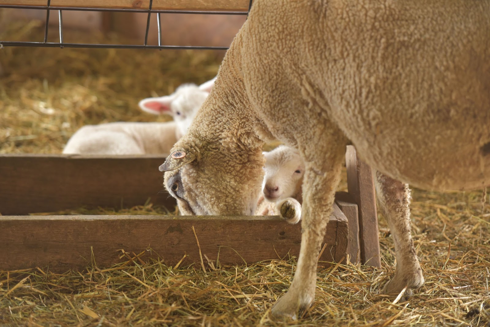 More Favorite Sheep: More Legs