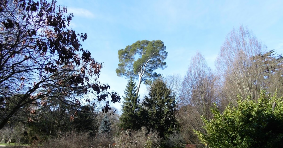 Descubriendo las aves de Madrid-Sur: RUTA POR EL DISTRITO CENTRO