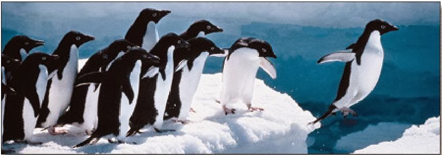 Le pingouin curieux sur la banquise de l'IT - GREEN SI