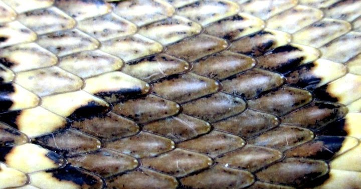 Ερπετά και αμφίβια της Κύπρου - Reptiles and amphibians of Cyprus by ...