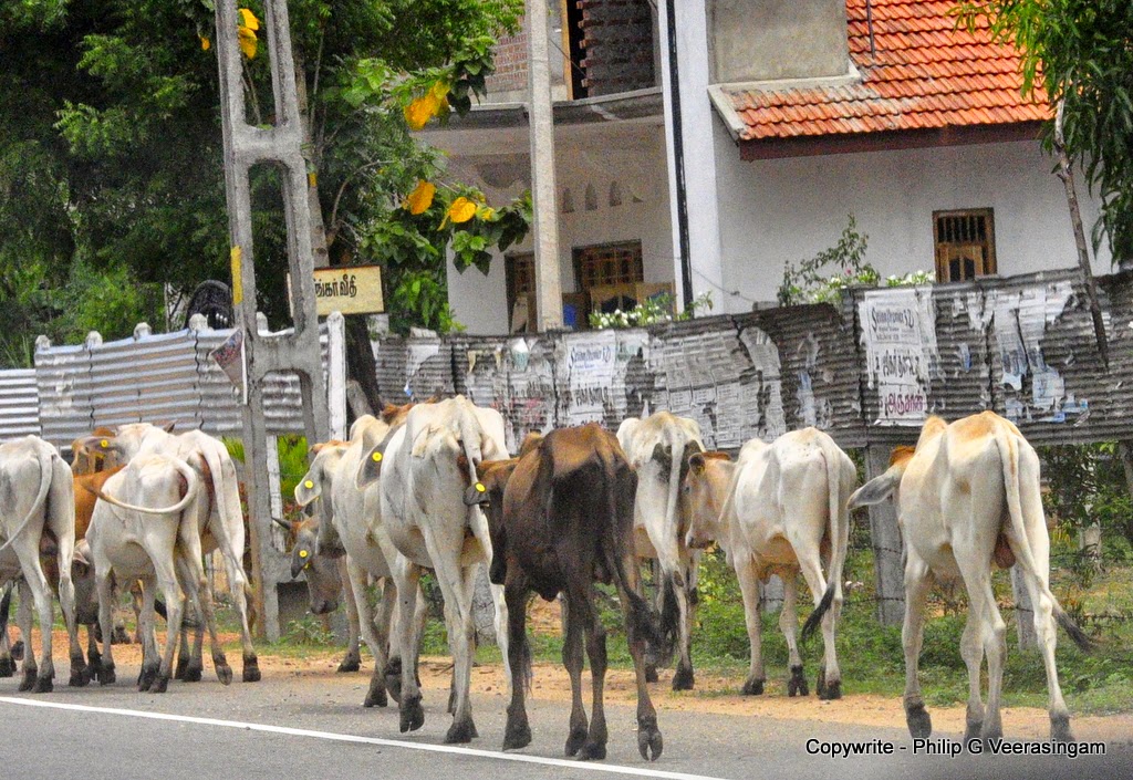 philipveerasingam: Valaichenai to Batticaloa, Sri Lanka.