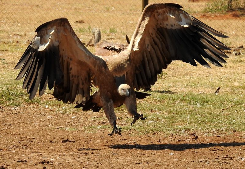 Faszination Geier: Kämpfe um das beste Aas