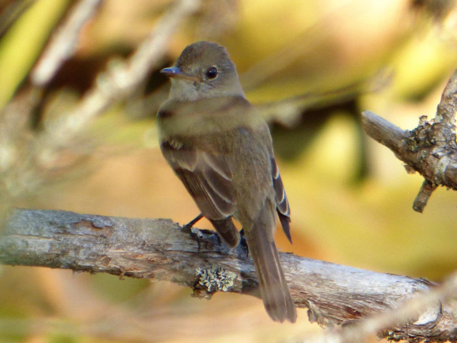 Geotripper's California Birds: Willow Flycatcher at Silver Lake, Washington