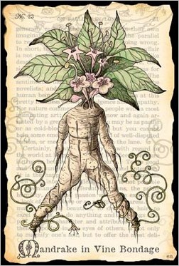 el arbol de la vida: LA MAGIA DE LA MANDRÁGORA