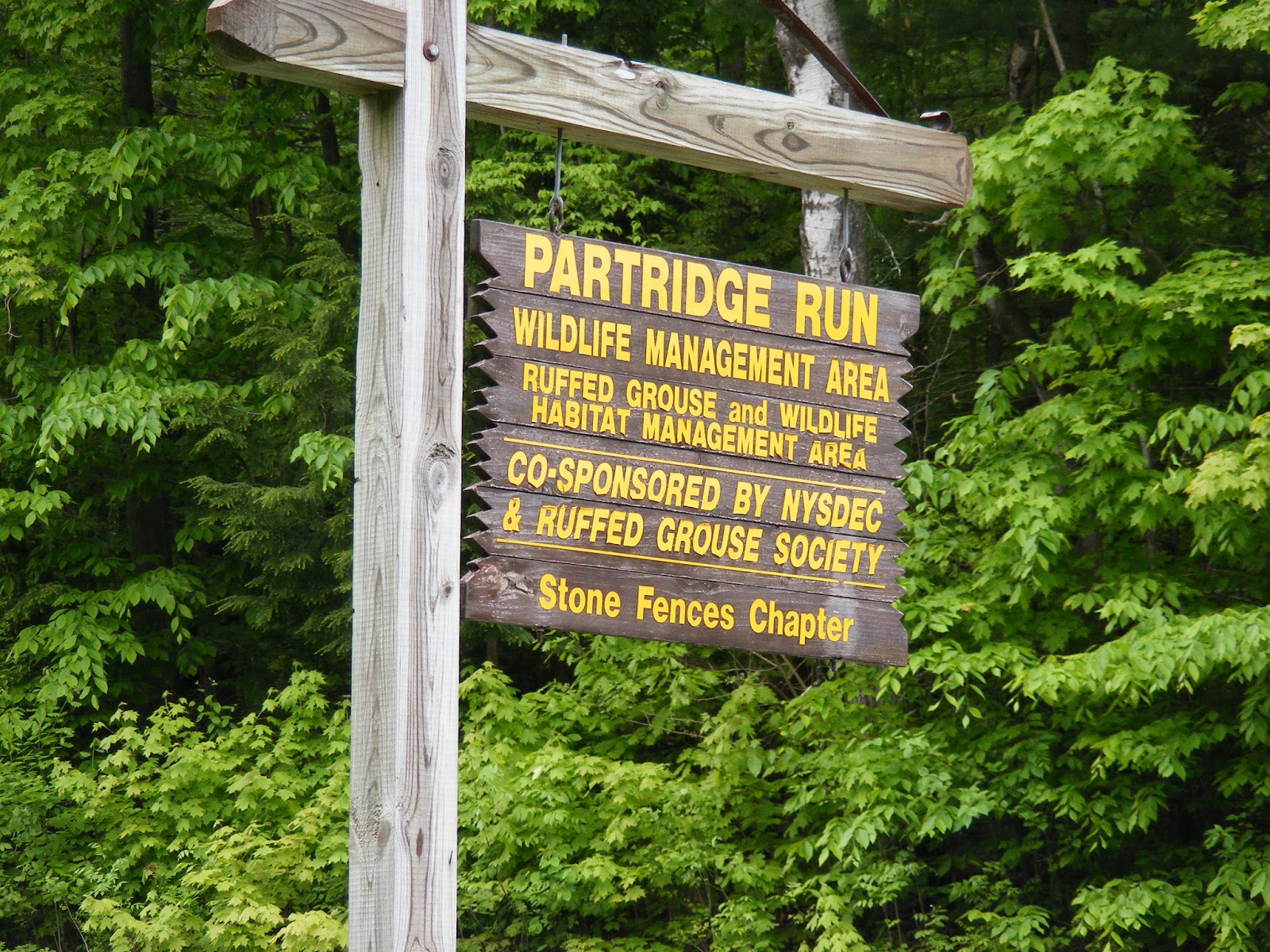 BirdingWeek: Partridge Run WMA & Huyck Preserve