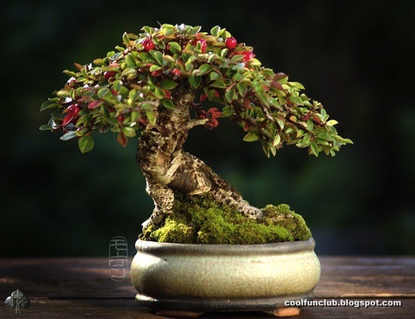 CoolFunClub: Top 10 Greatest Bonsai Trees