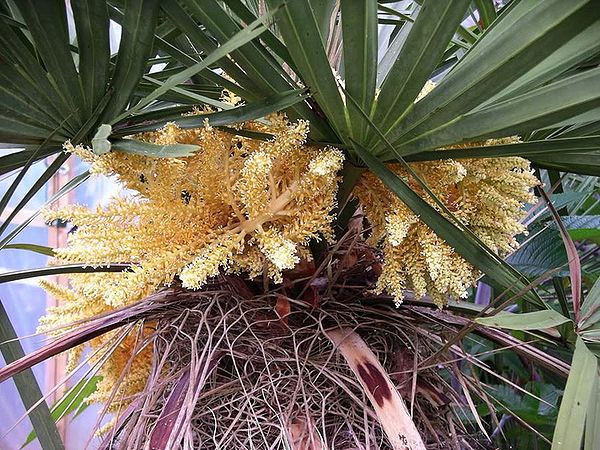 Argentina nativa: Palma carandilla (Trithrinax schizophylla)