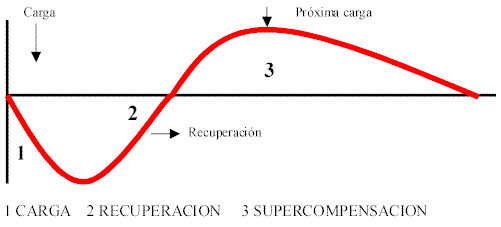 ¿Qué Es La Supercompensación? Entrenamiento con pesas y Alimentación ...