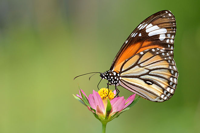 Beauty of Fauna and Flora in Nature: "Tigers" @ Gardens By the Bay