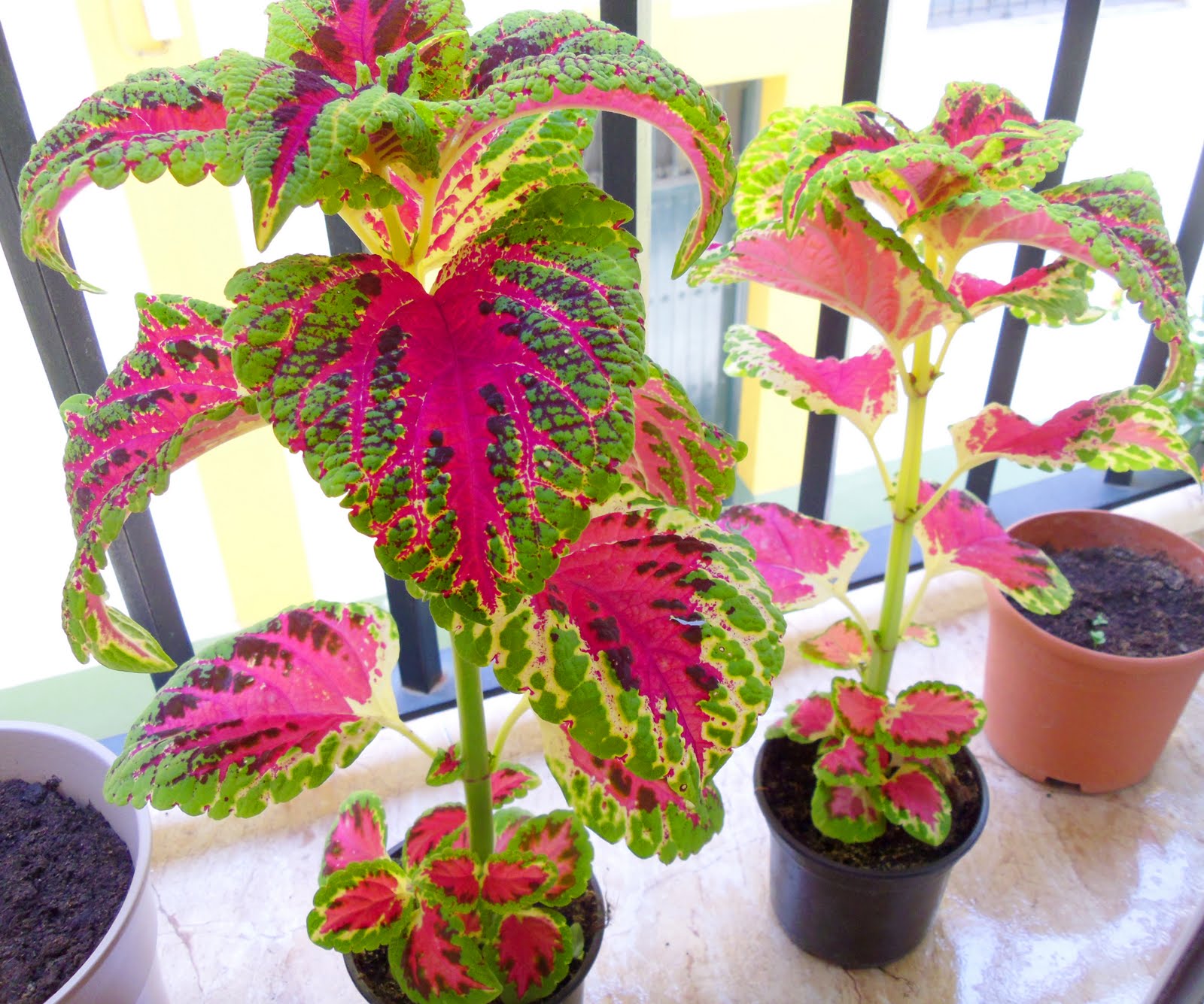 Aire Fresco: Mis cóleos