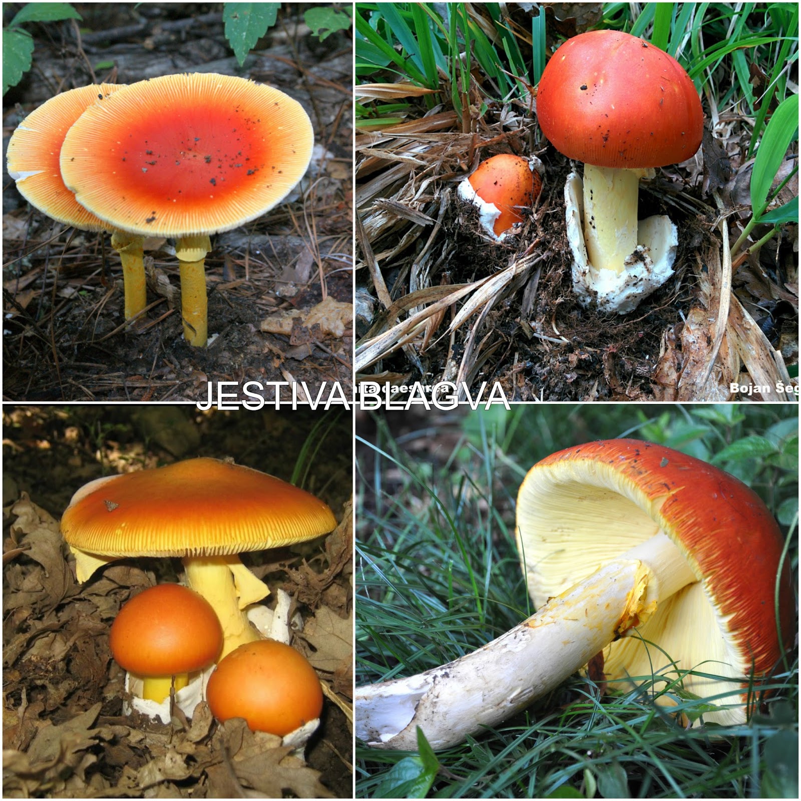 Tajanstveni Svijet Biljaka: Šumska crvenkapica