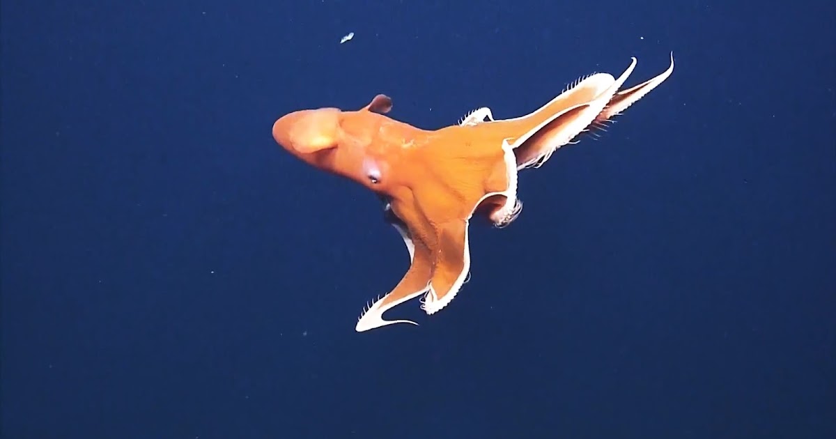 Real Monstrosities: Bright and Beautiful. And Spiky.