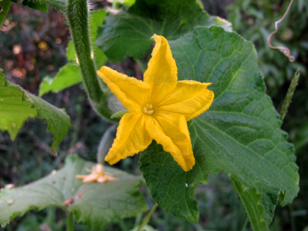 Flora medicinal, alimenticia y artesanal de la Ribera Navarra: Cucumis ...