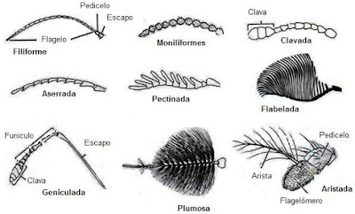 Morfologia externa de los insectos