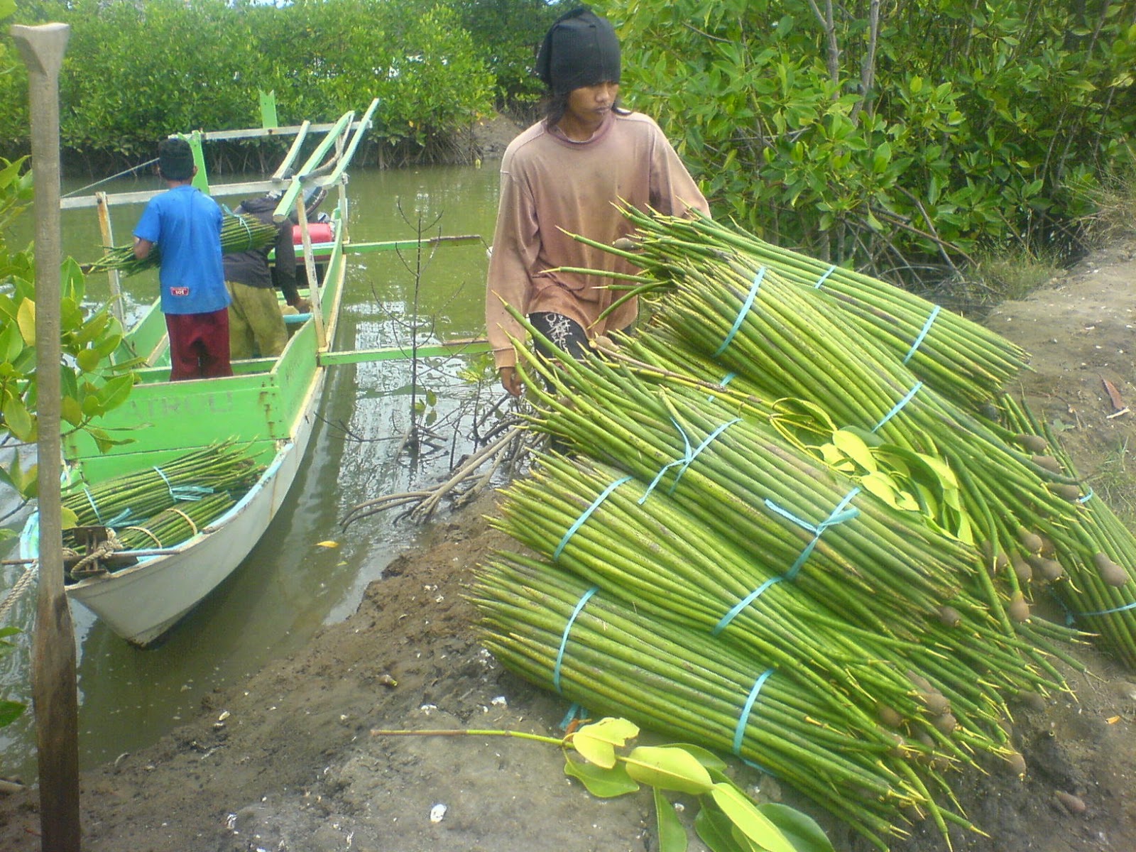 Penyuluh Berbagi: Potensi, Pengelolaan dan Pemanfaatan Hutan Mangrove ...