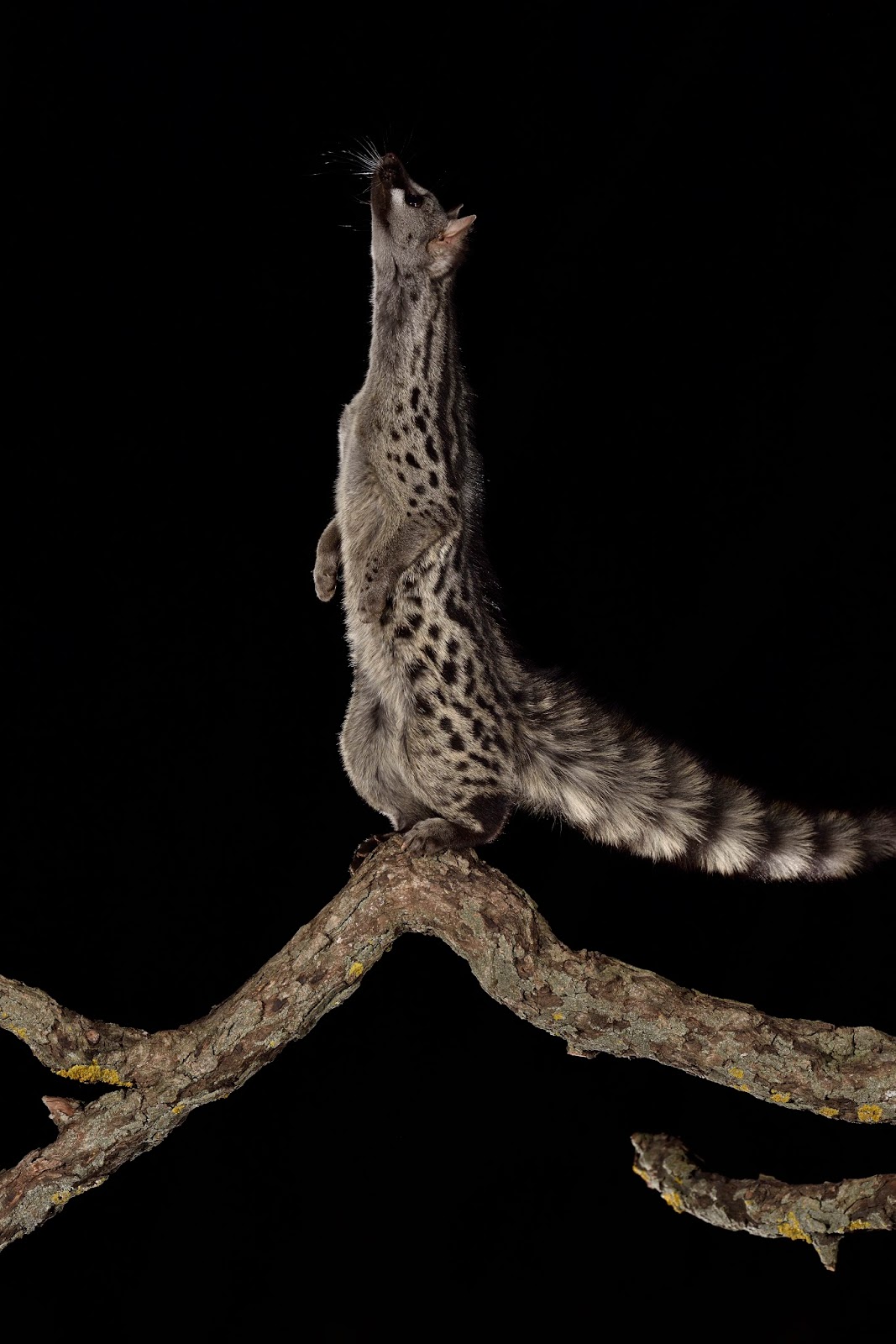 PHOTONATURE: Jineta (Genetta genetta)