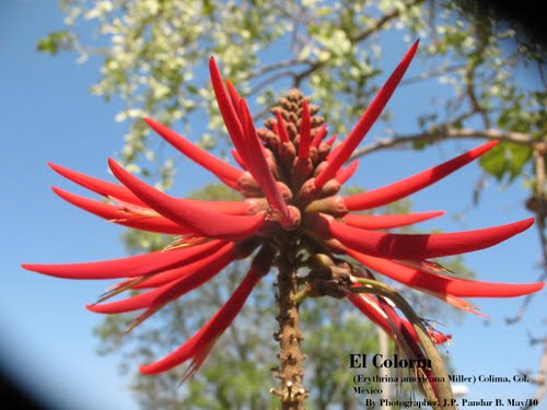 La mera verda: Qué Semilla es Cuál?? Catálogo de Semillas III