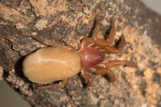 Arañas: Araña Naranja de Dos Ojos