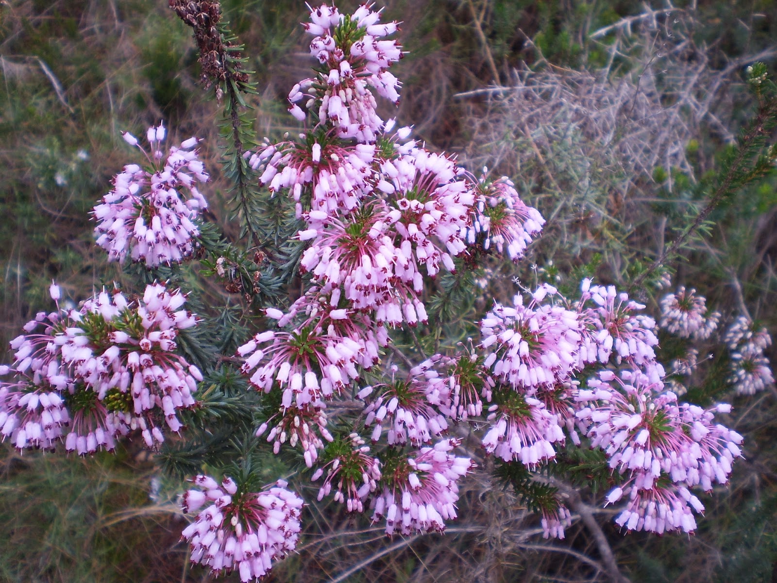 NATURA VIVA: BRUC D'HIVERN