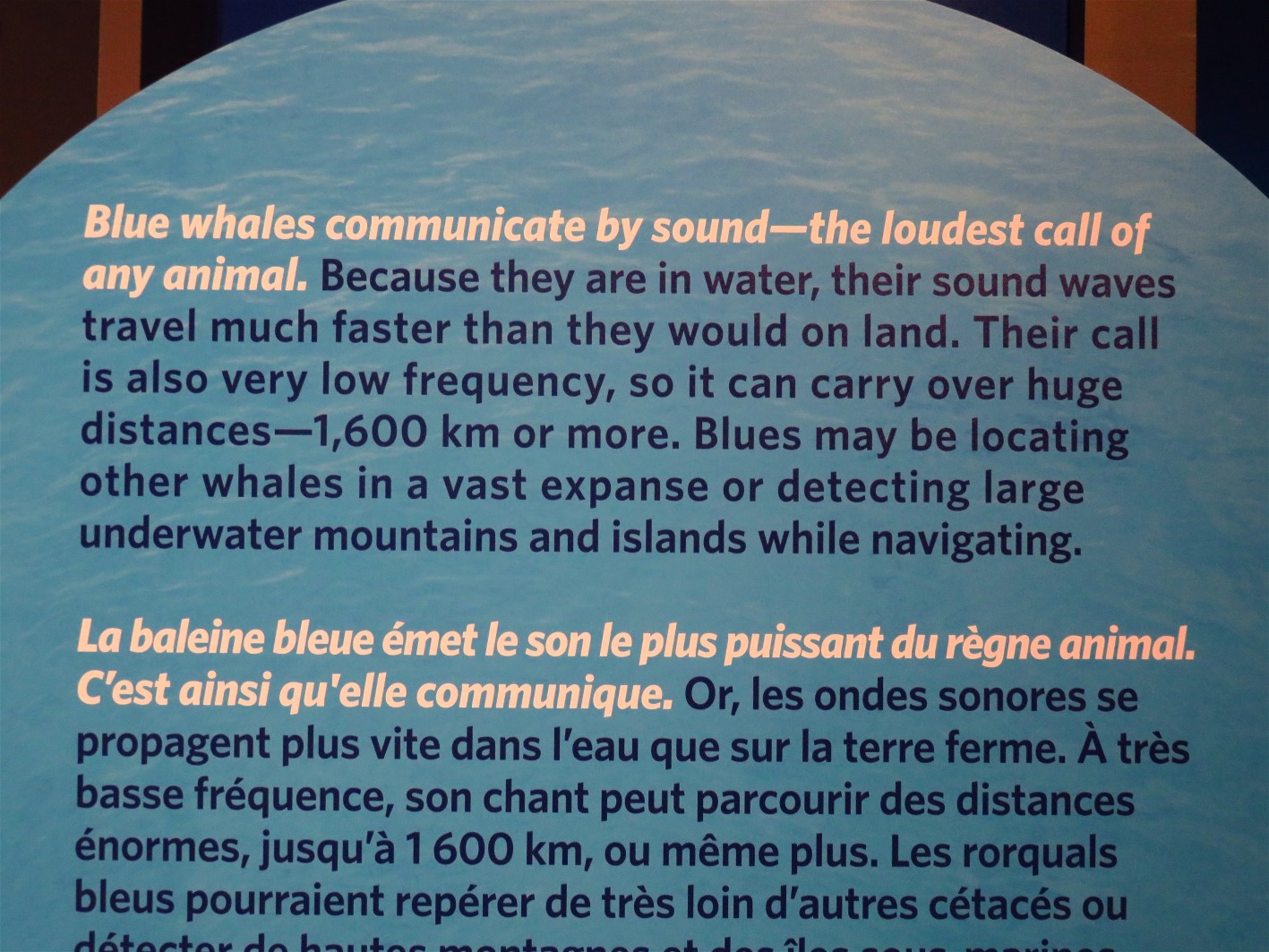 The World of Gord: Out of the Depths, The Blue Whale Exhibit at the ROM