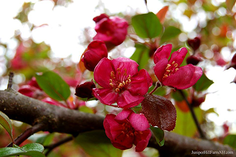 Juniper Hill: Crabapple Season