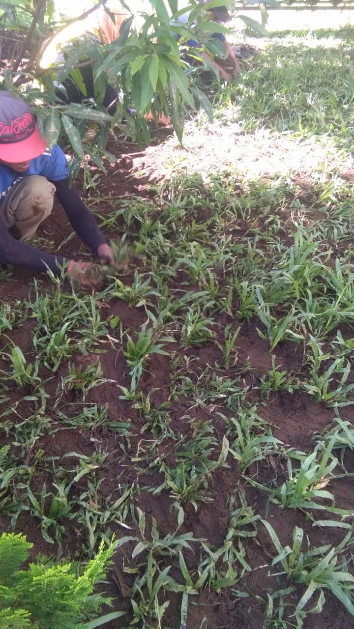 Harga jual rumput gajah paitan rumput gajah lokal Oktober Tahun 2023 ...