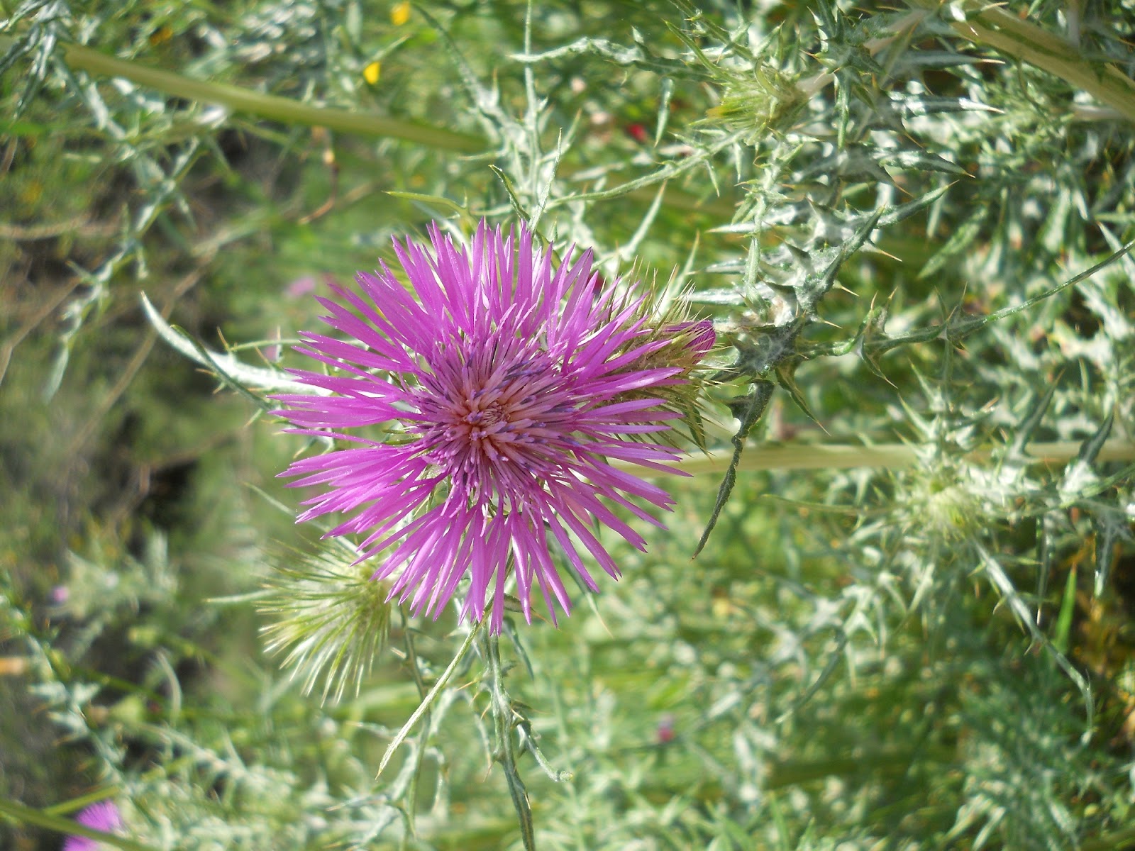 Plantas para hombres: Carduus acanthoides, cardo