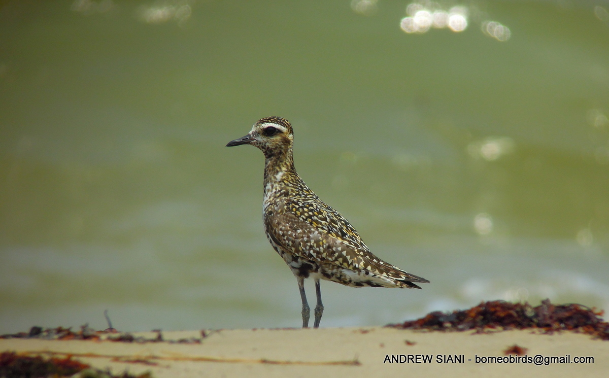 Borneo Avifauna: Pacific Golden Plover - Pluvialis fulva