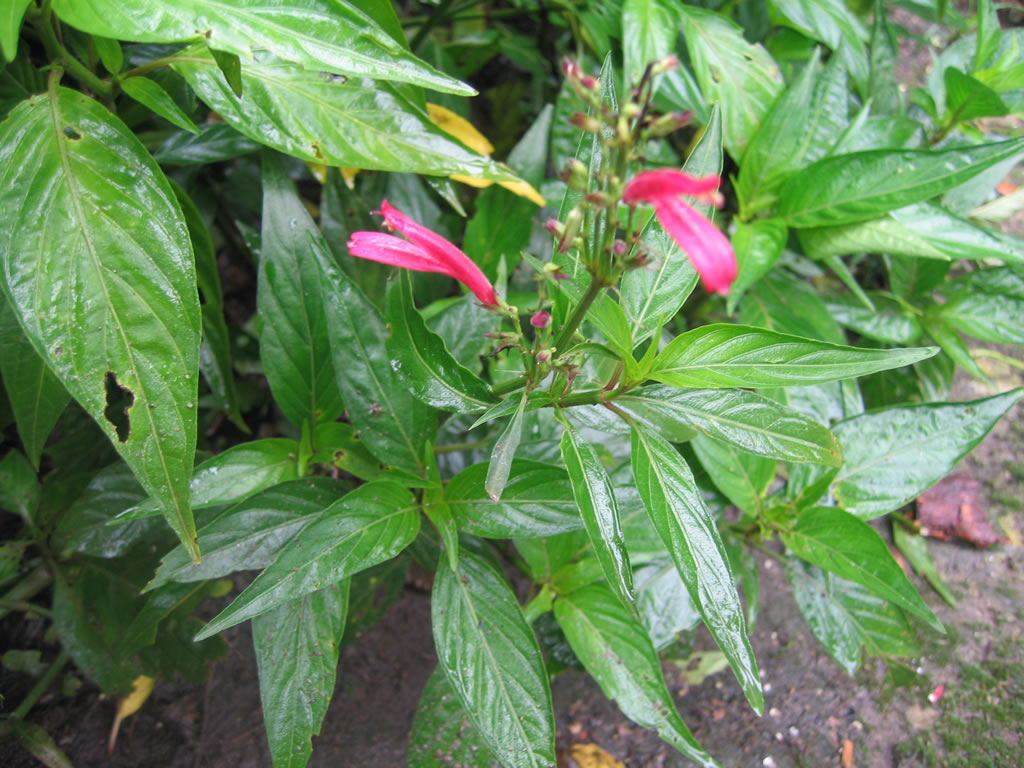 En tu Konuko: Sangria, Chicha Mochina