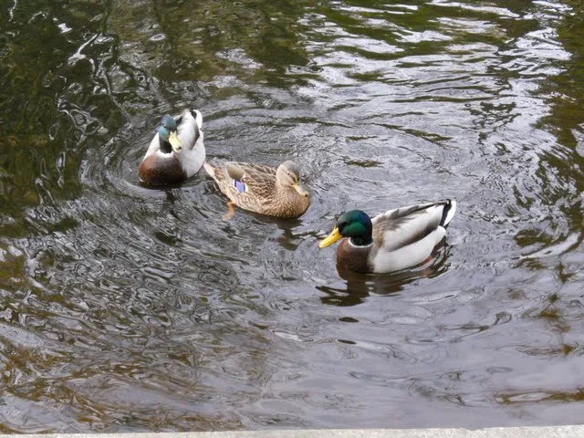 Let's Walk the River Dodder, One of the Best Hikes in Dublin | Sidewalk ...